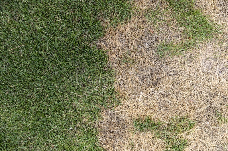 Green and Brown Lawn Patch stock image. Image of green - 327300719