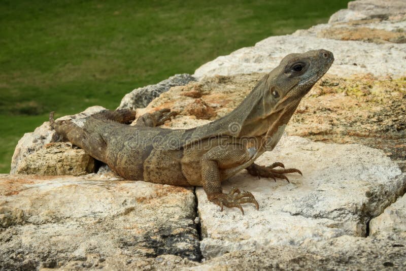 Green-brown Lizard Basking in the Sun while Looking at the Camera Stock ...