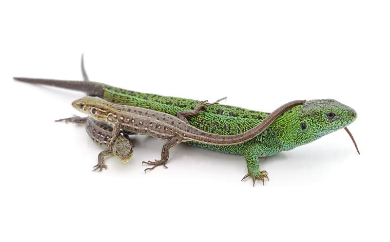 1,153 Green Lizards White Background Photos - Free & Royalty-Free Stock ...
