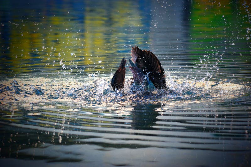 Green and Brown Male Indian Runner Duck on the River Stock Image ...