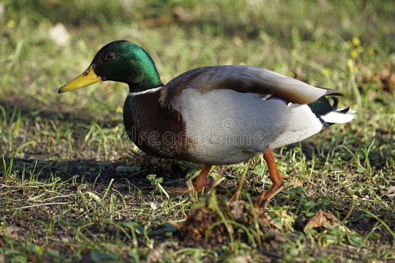 Green and Brown Mallard Duck Walking on Grass Stock Image - Image of ...