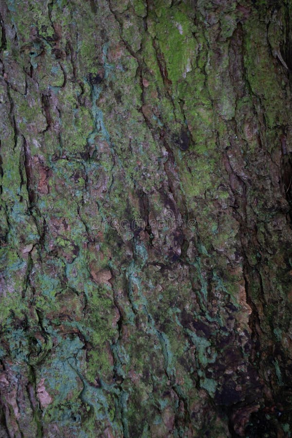 Green Brown Old Tree Bark with Texture Stock Photo - Image of marble ...