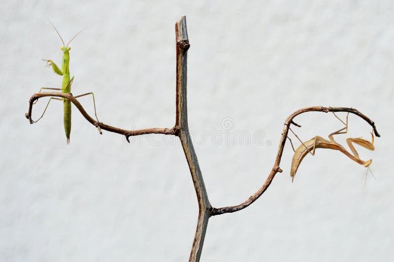 Two mantis stock photo. Image of green, animal, insect - 99109186