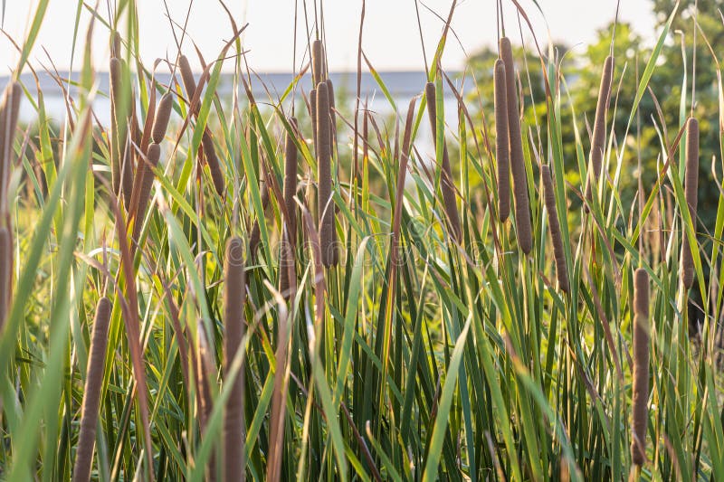 Green and Brown Reed Plants on a Blue Sky Background in the Park Stock ...