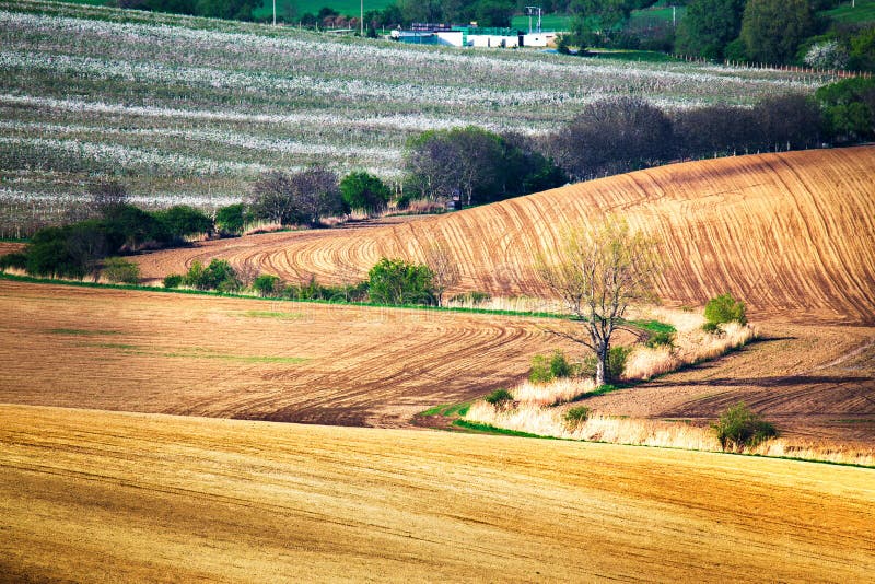 Green and Brown Spring Ploughland. Rolling Arable Fields Stock Photo ...