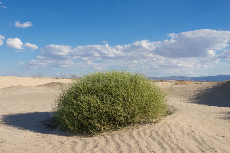 Green Brush in Mojave Desert Stock Photo - Image of national, bush ...