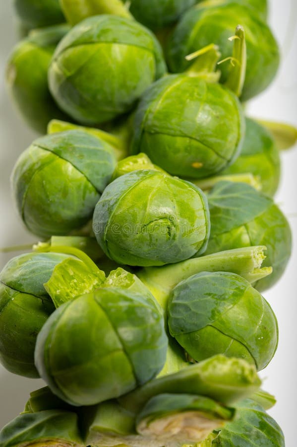 Green Brussels Sprouts on Stalks on White Table Stock Image - Image of ...