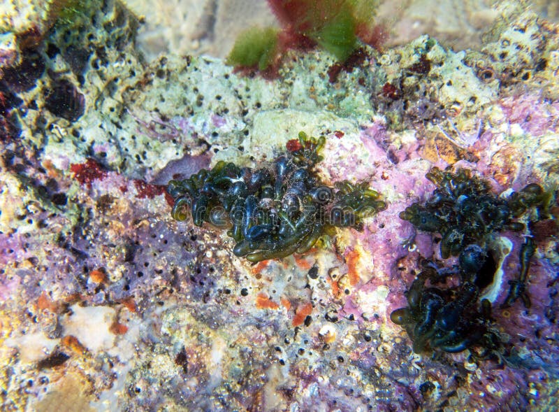 Green Bubble Algae, Underwater Photo of this Unique Sea Algae Stock ...