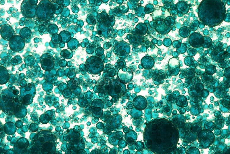 Green Bubbles is Isolated Over a White Background Stock Photo - Image ...