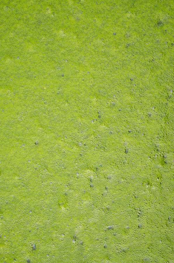 Green bubbles stock photo. Image of globes, bubble, pattern - 100220760