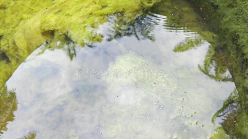 Green Bubbles Slimy Algae Floating on the Surface of the Water Stock ...