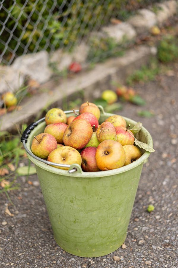 Green Bucket Full of Big Boskoop Apple on Asphalt Stock Image - Image ...
