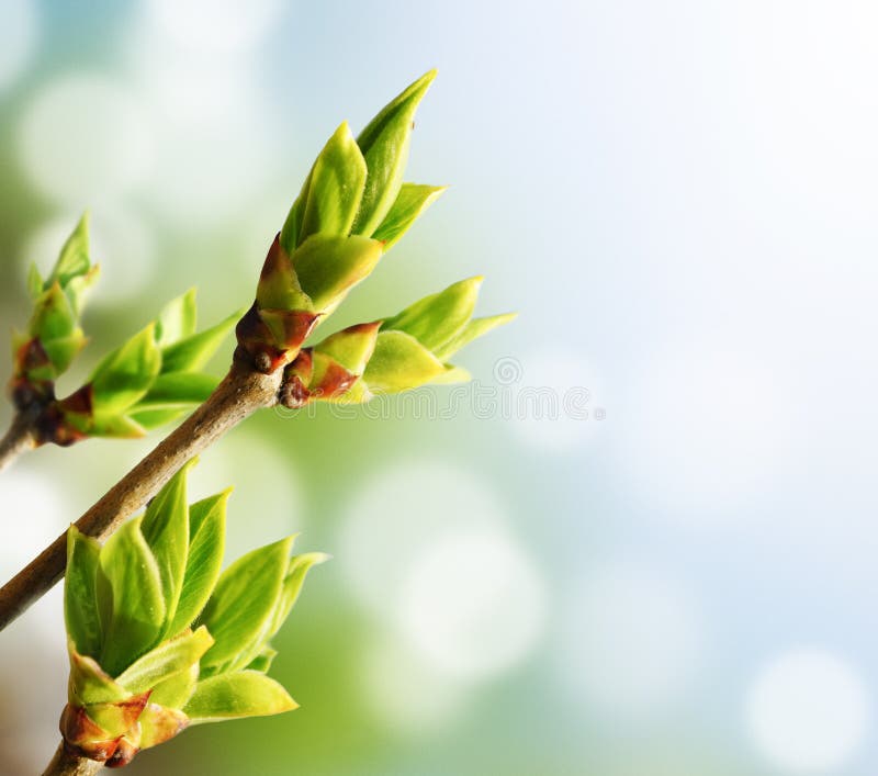 Green Bud stock image. Image of botany, design, environment - 24074321
