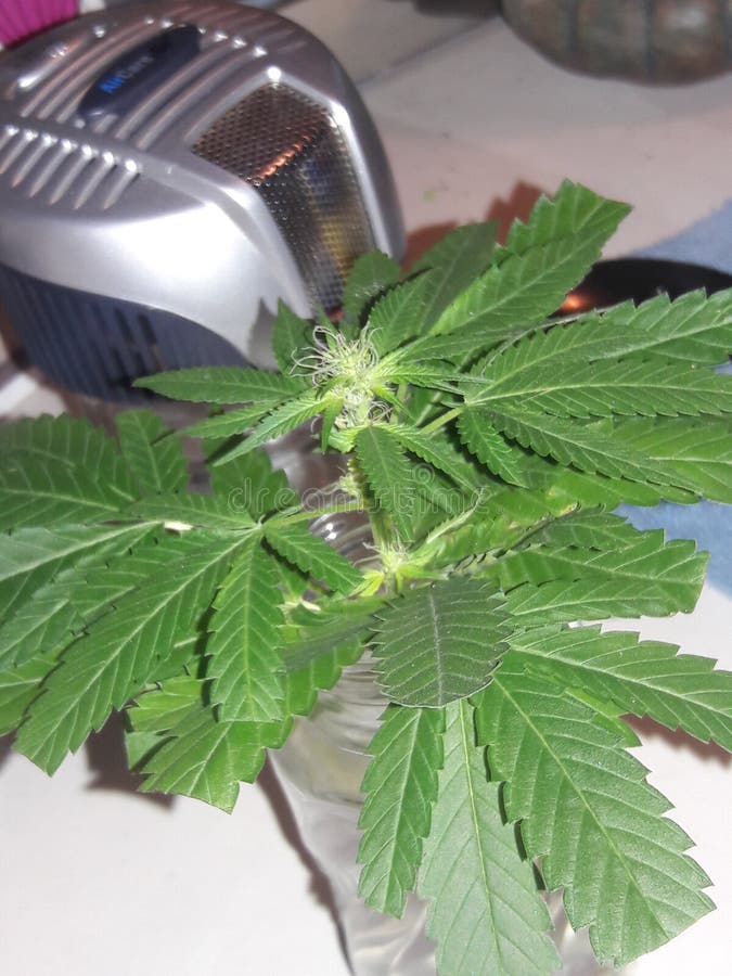 Green bud dank bubba kush stock image. Image of green - 133804807