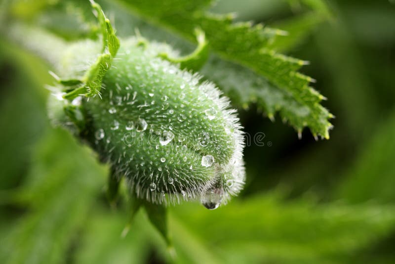 Green bud and drop stock photo. Image of flower, nature - 10969670