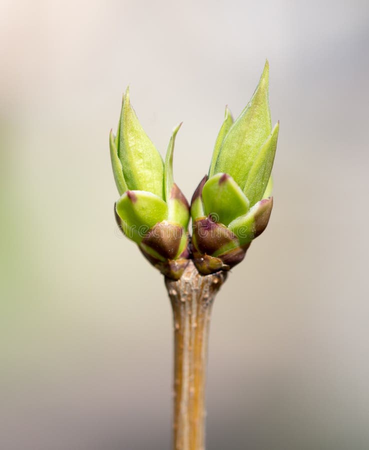 A Green Bud Grows on a Tree in the Spring Stock Photo - Image of macro ...