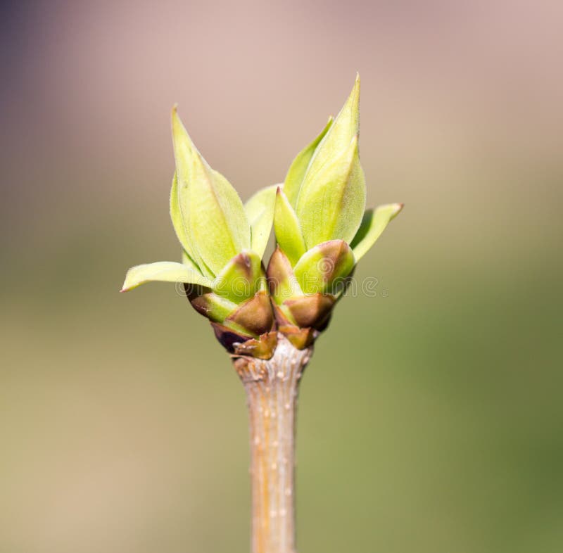 A Green Bud Grows on a Tree in the Spring Stock Photo - Image of growth ...