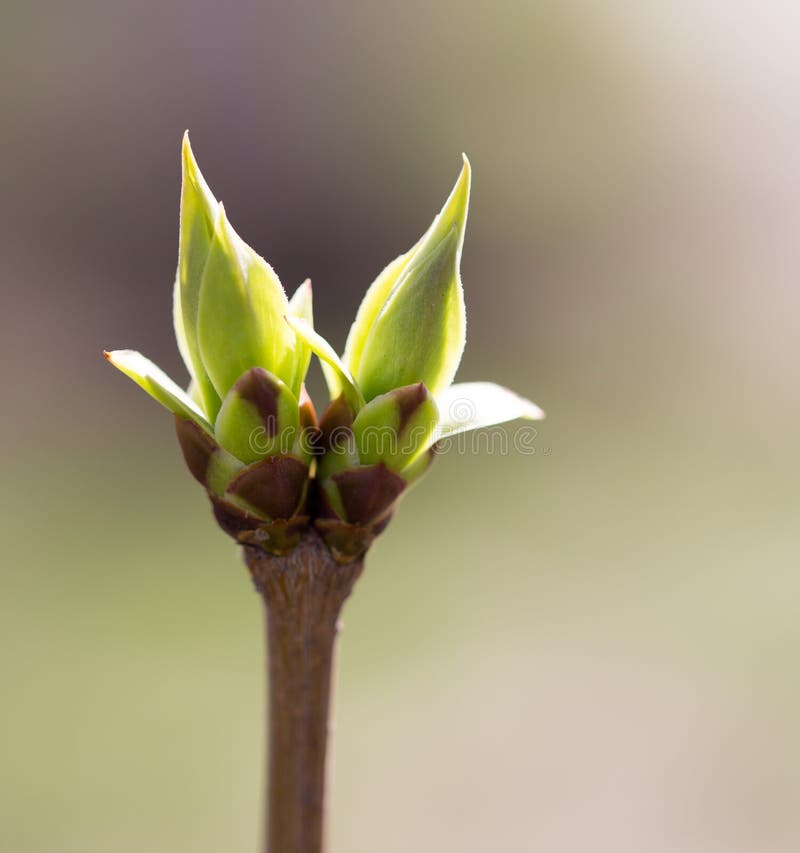 A Green Bud Grows on a Tree in the Spring Stock Photo - Image of spring ...