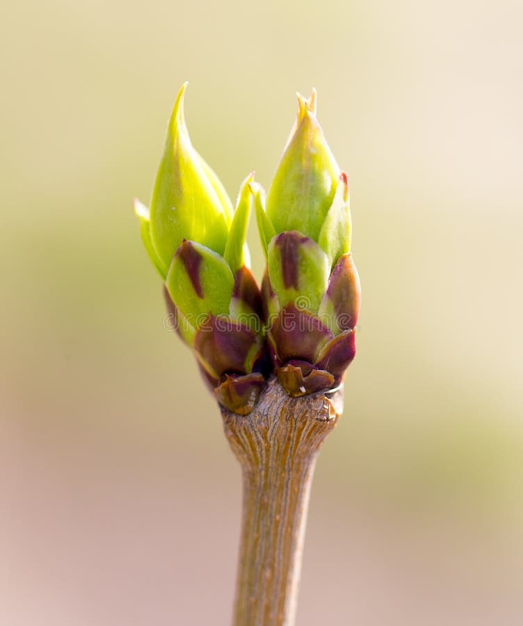 A Green Bud Grows on a Tree in the Spring Stock Image - Image of fresh ...