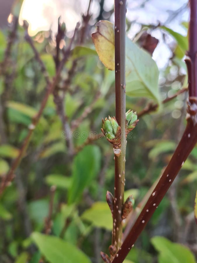 Green Bud Opening Up on Plant Branch Stock Image - Image of flower ...