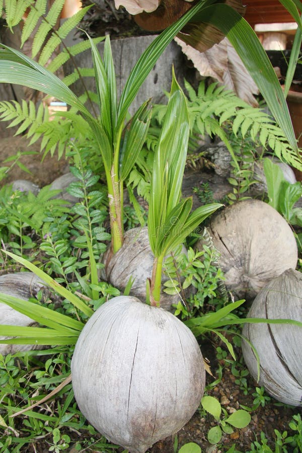 The green bud of palm stock image. Image of high, gardening - 71747807