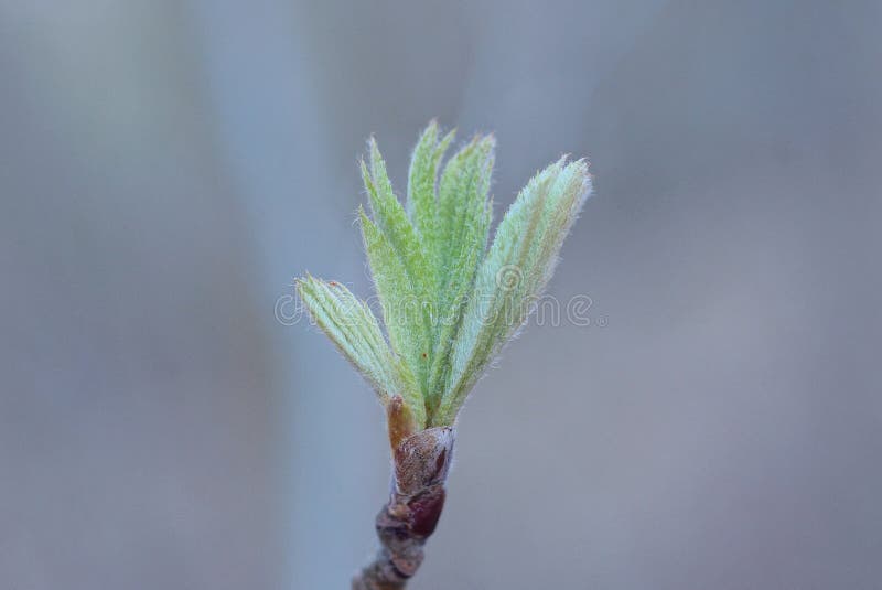 Green Bud with Small Gray Leaves on Thin Branches Stock Photo - Image ...