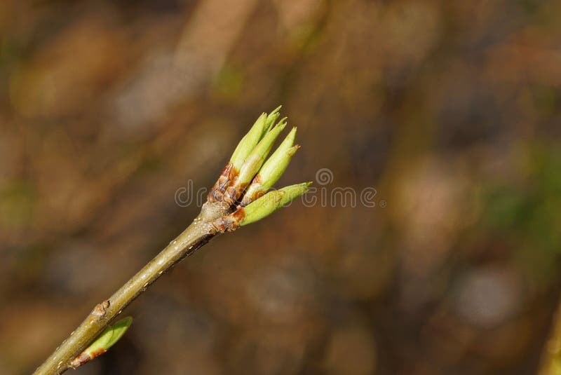 Green Bud with Small Leaves on Thin Branches of a Tree in the Park ...
