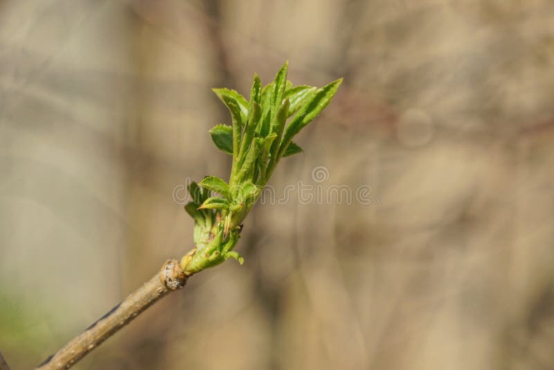 Green Bud with Small Leaves on Thin Branches of a Tree in the Park ...
