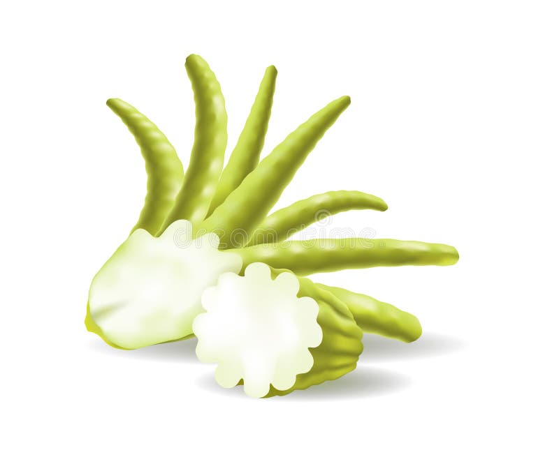 Buddha Hand Fruit Realistic Stock Illustration - Illustration of ...