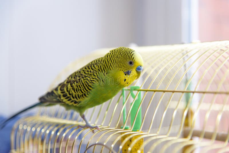 Green Budgerigar on Cage. Budgie Stock Image - Image of bird, copy ...