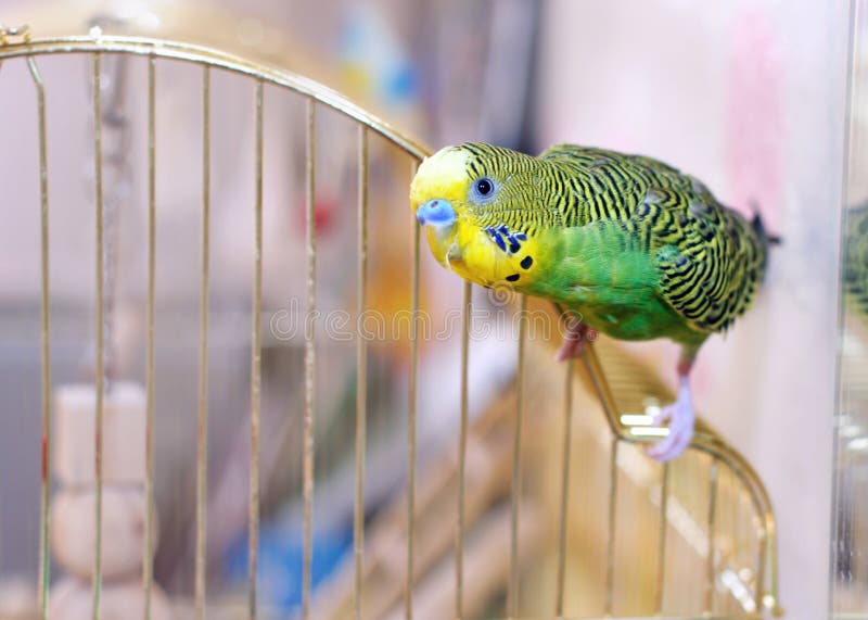 Green Budgerigar on cage stock photo. Image of domestic - 60051308