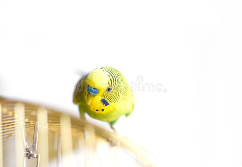 Green Budgerigar Sitting on Cage Stock Photo - Image of canary ...