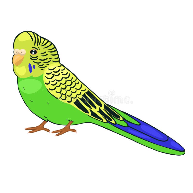 Vector Budgie Stock Illustrations – 617 Vector Budgie Stock ...