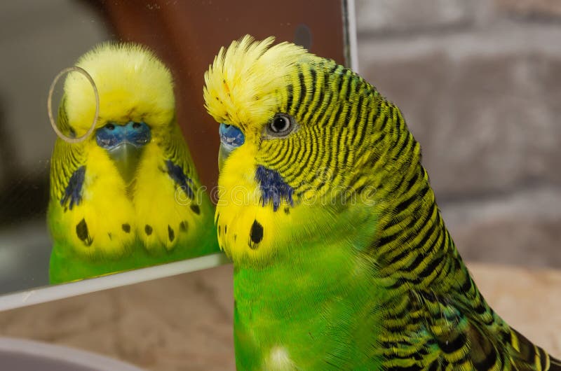 Green Budgie Looking at Its Reflection in the Mirror Stock Photo ...