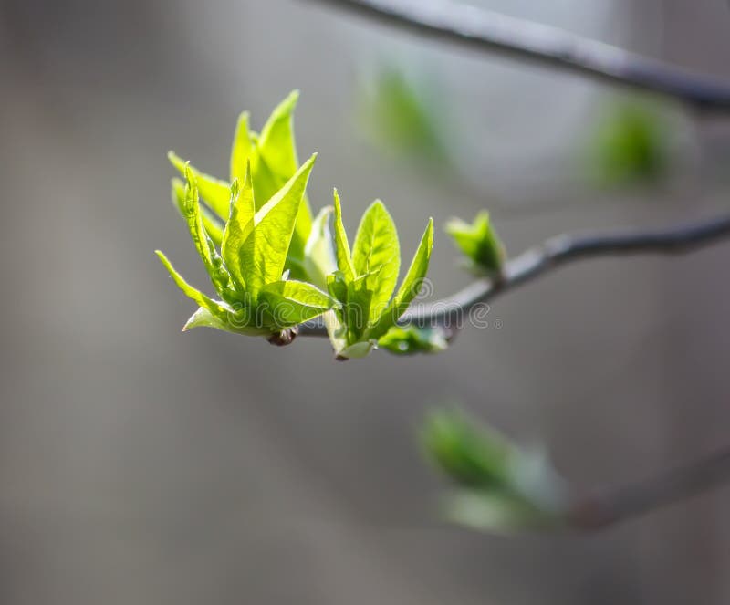 Green Buds on Tree Branches in Spring Forest. Stock Photo - Image of ...