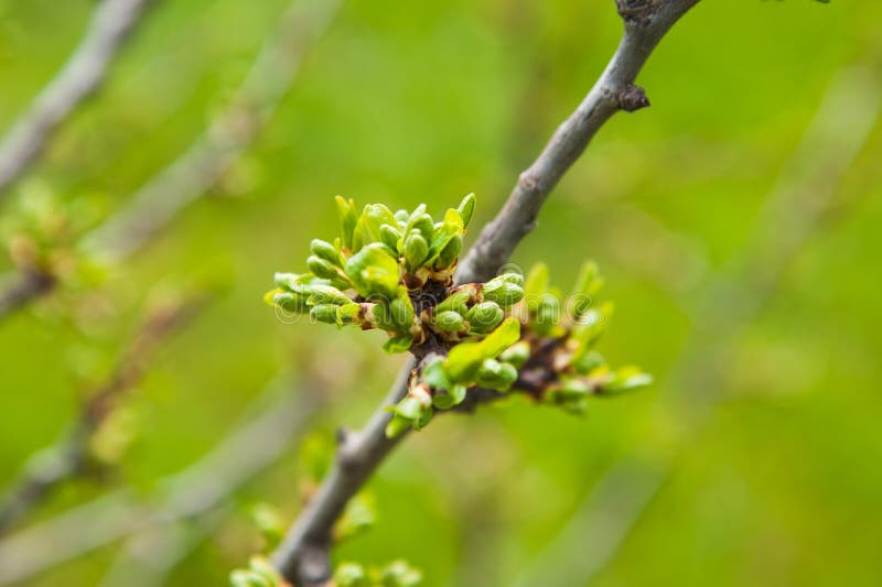 Green Buds on Branches in Spring Stock Image - Image of budding, leaves ...