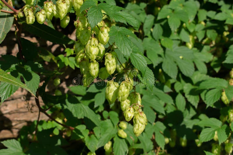 Green Buds and Leaves of Common Hop Humulus Lupulus Stock Image - Image ...