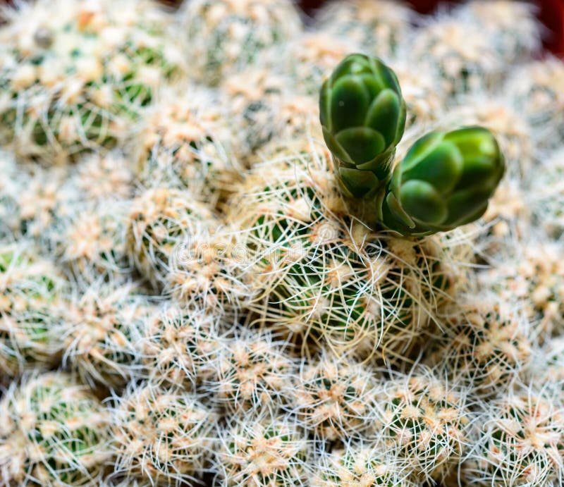 Green Buds of Lobivia Cactus Flower in Botanical Collection Stock Image ...