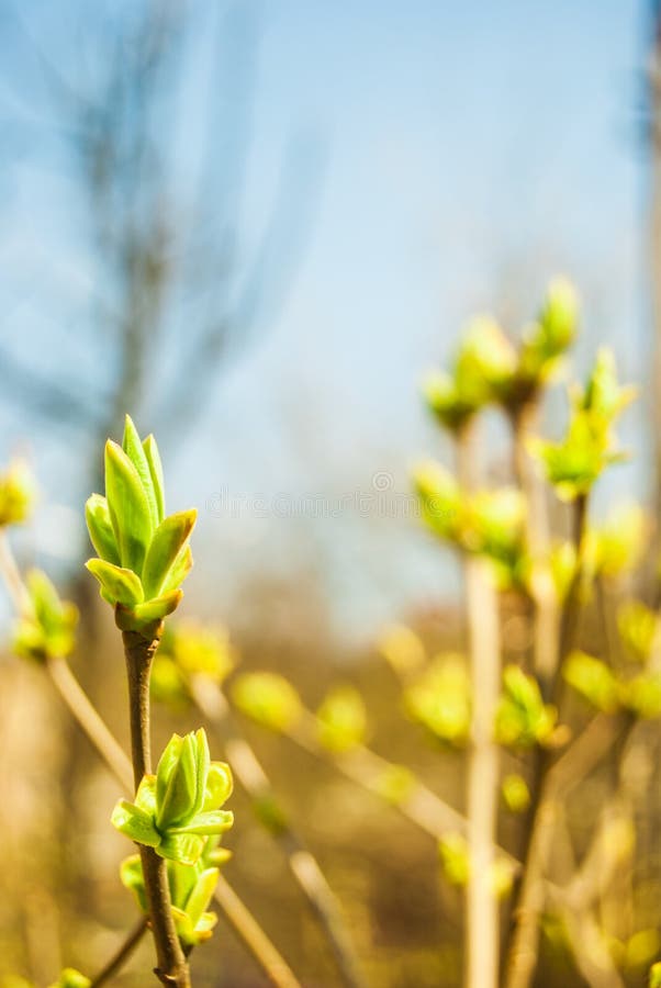 Green buds stock photo. Image of gardening, blossom, life - 52531396