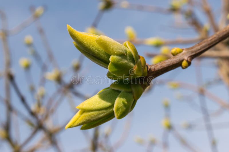 Green buds on the branch stock image. Image of colored - 114148481