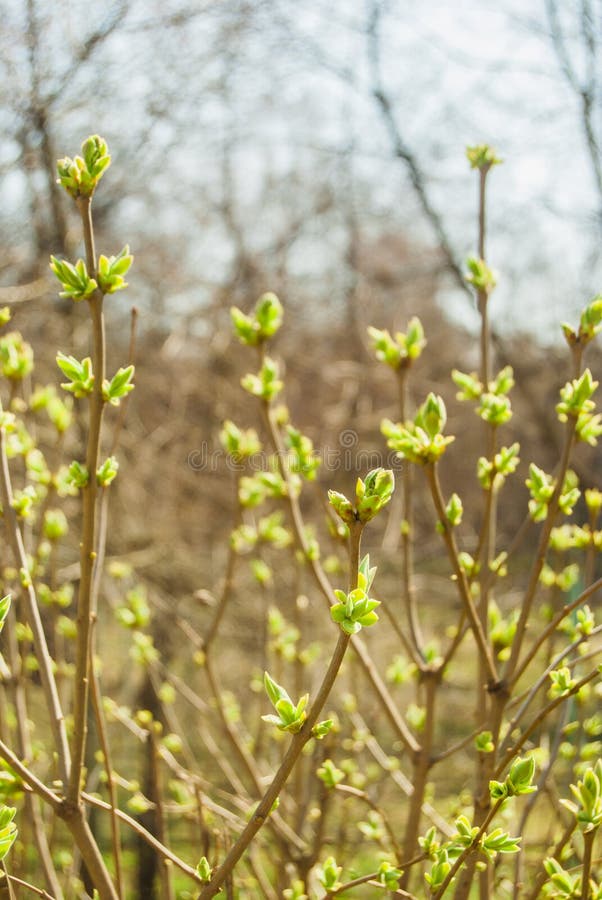 Green buds on the branch stock image. Image of spring - 114148521