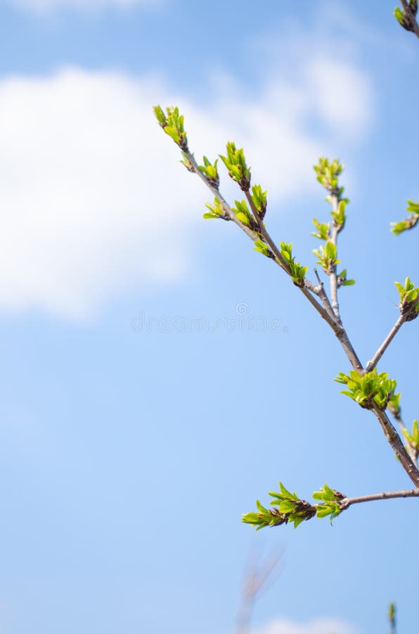 Green Buds on a Tree on the Background of the River, Spring, a S Stock ...