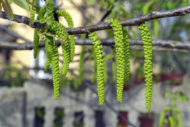 Green Buds on a Walnut Tree in Spring Stock Image - Image of blooming ...