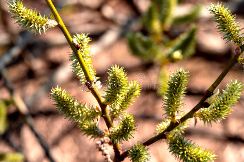 Green Buds on a Willow Tree. Spring, Leaves Bloom on the Trees Stock ...