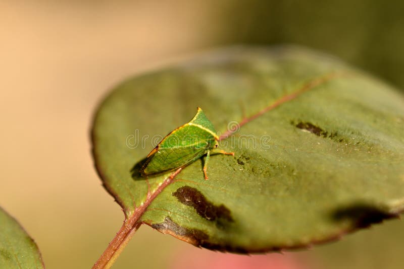 A Green Buffalo Sits on a Leaf Stock Image - Image of entomology, leaf ...