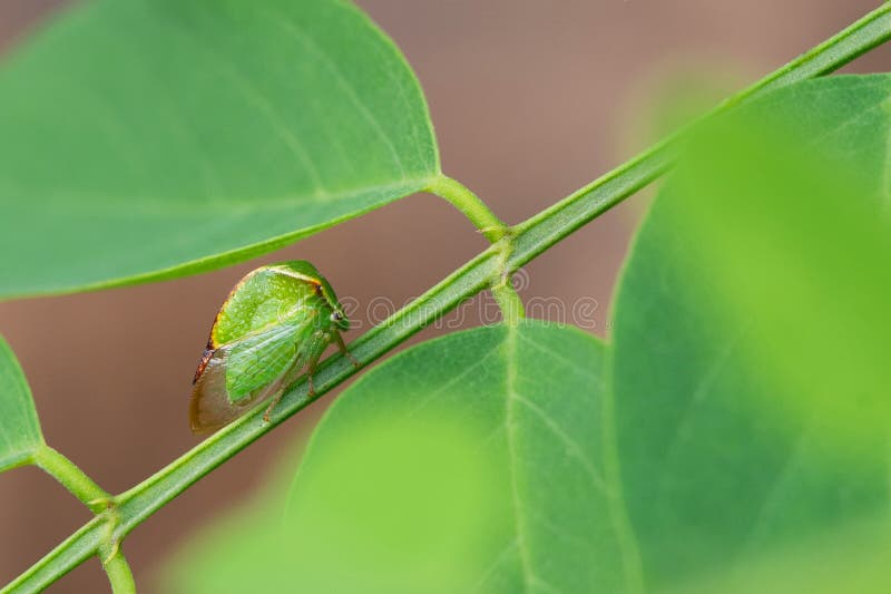 Green Buffalo Treehopper in Silhouette Stock Photo - Image of fauna ...