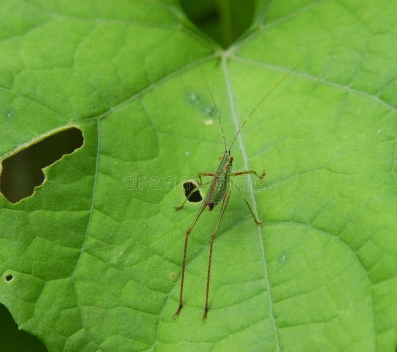 Green bug stock photo. Image of pest, closeup, nature - 1217010