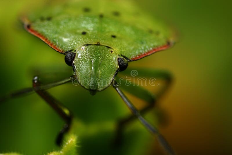 Green bug stock image. Image of entomologt, scarabeid - 12532353