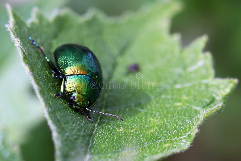 Green bug stock photo. Image of sheet, nature, macro - 14204290