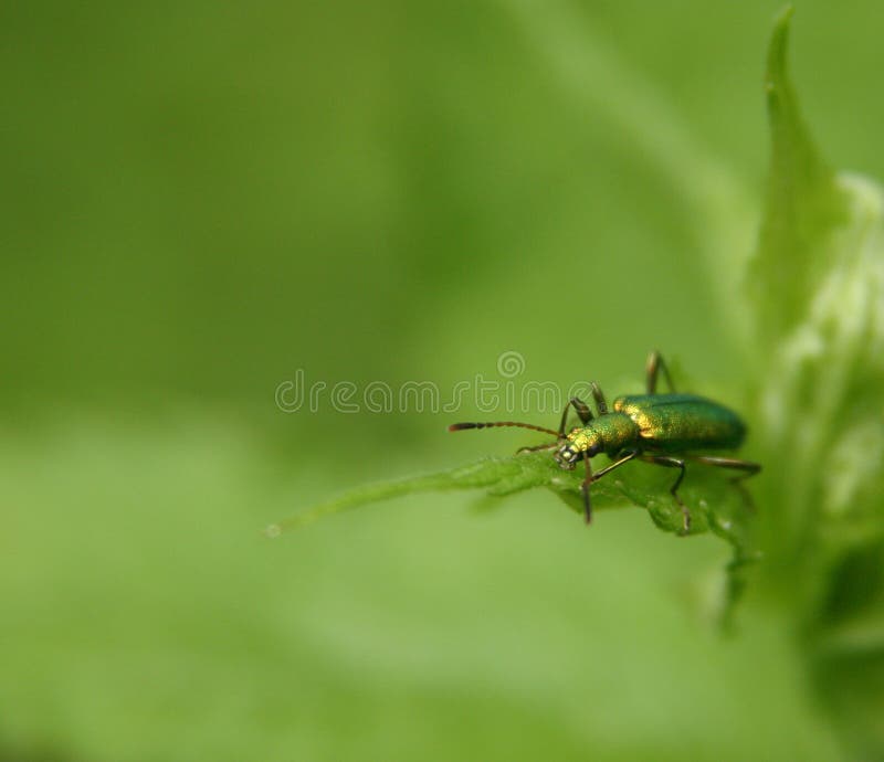 Green Bug stock image. Image of beetle, green, gold, macro - 506237